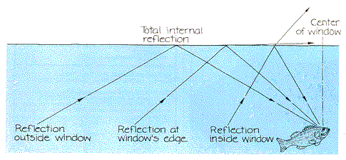 The Amateur Scientist