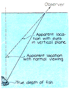 The Amateur Scientist